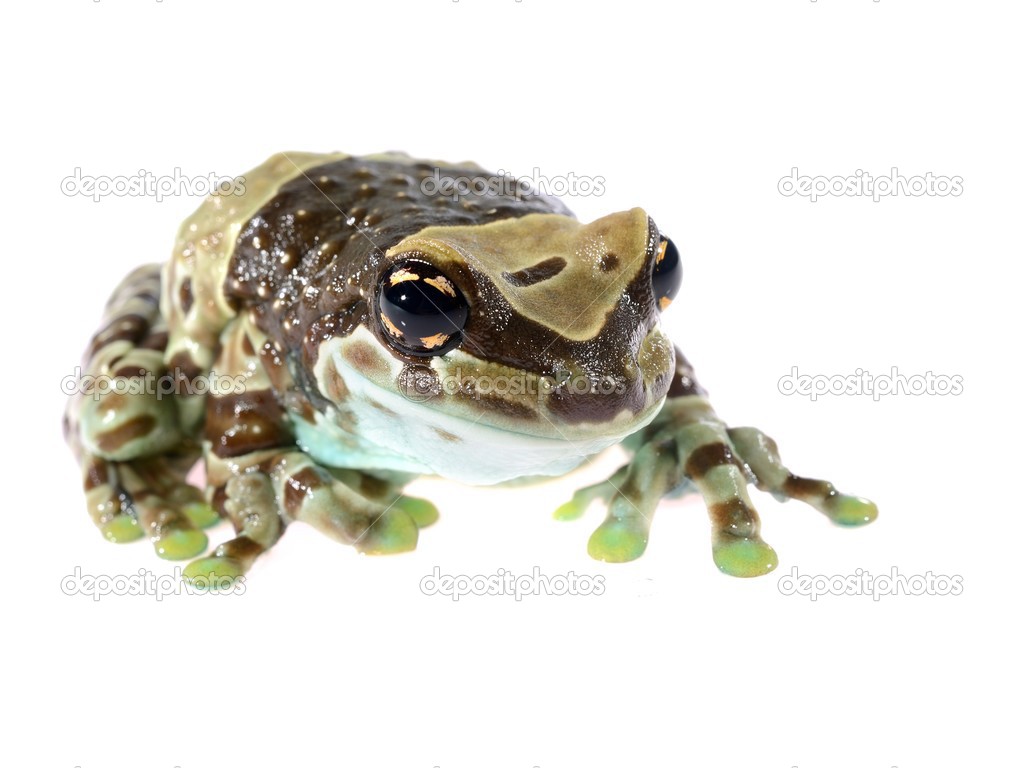 Rana arborícola de ojos dorados o rana lechera amazónica Trachycephalus ...