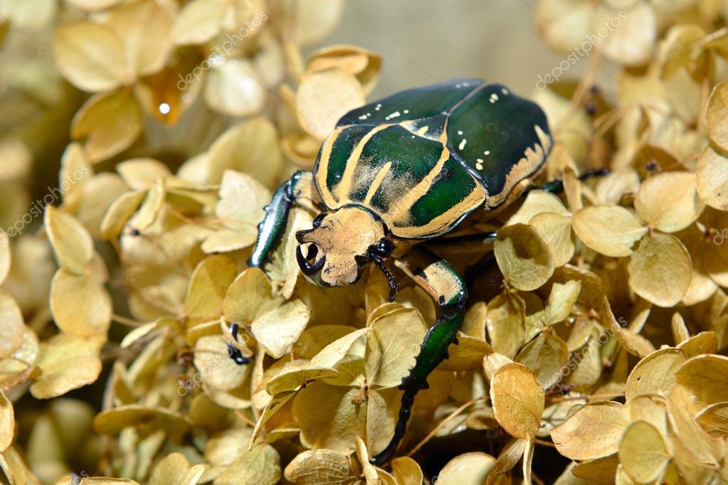Large scarab beetle Mecynorrhina polyphemus Stock Photo by ©alex ...