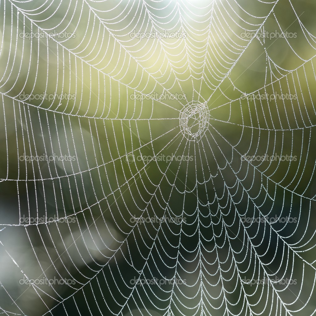 Beautiful Spider Webs