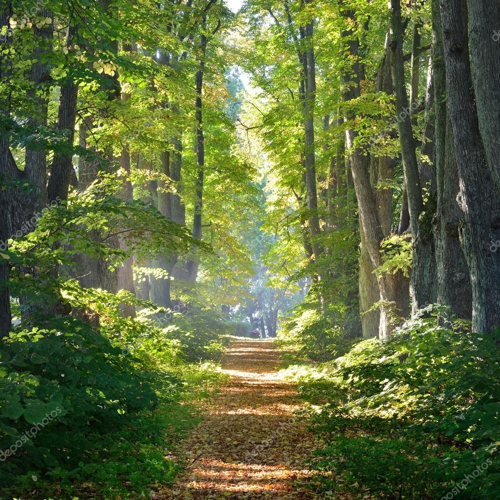Camino en un hermoso bosque — Foto de stock © alex.stemmer #42688851