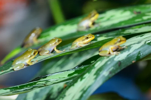 Breeding frogs Stock Photos, Royalty Free Breeding frogs Images ...