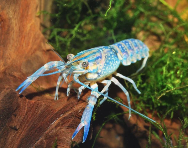 Blue crayfish Stock Photos, Royalty Free Blue crayfish Images ...