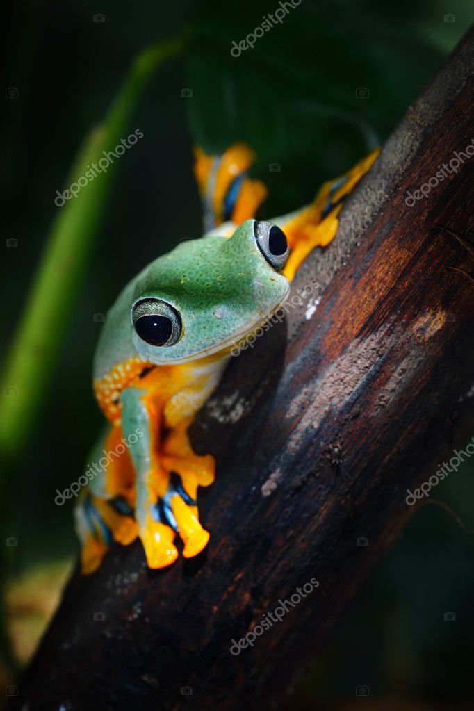 Green flying frog Frog Rhacophorus — Stock Photo © alex.stemmer #50522619