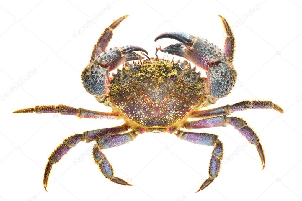 Warty crab Eriphia verrucosa Stock Photo by ©alex.stemmer 50523027