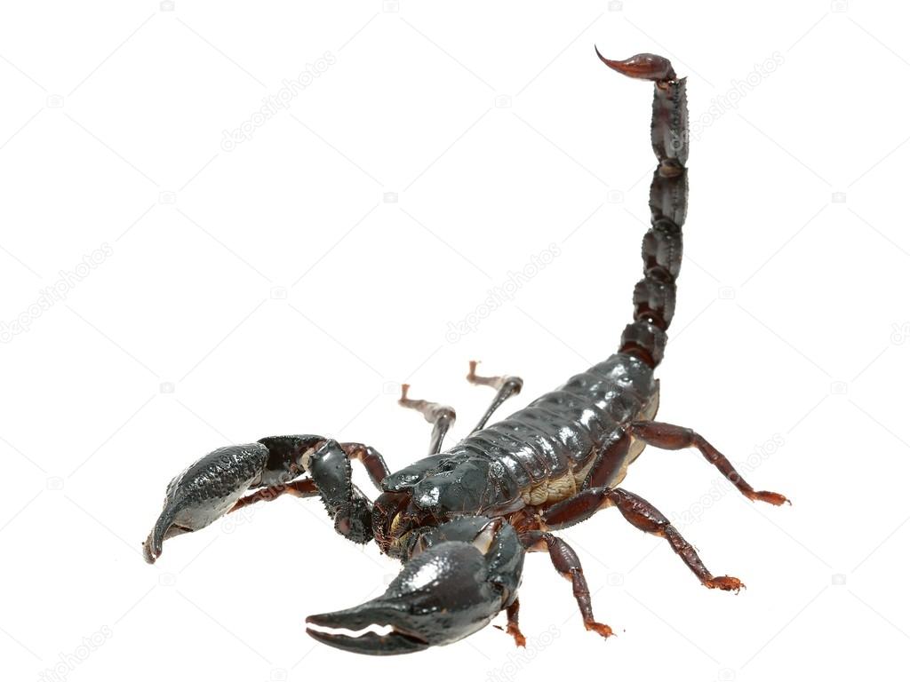 Large black scorpion Stock Photo by ©alex.stemmer 50523055
