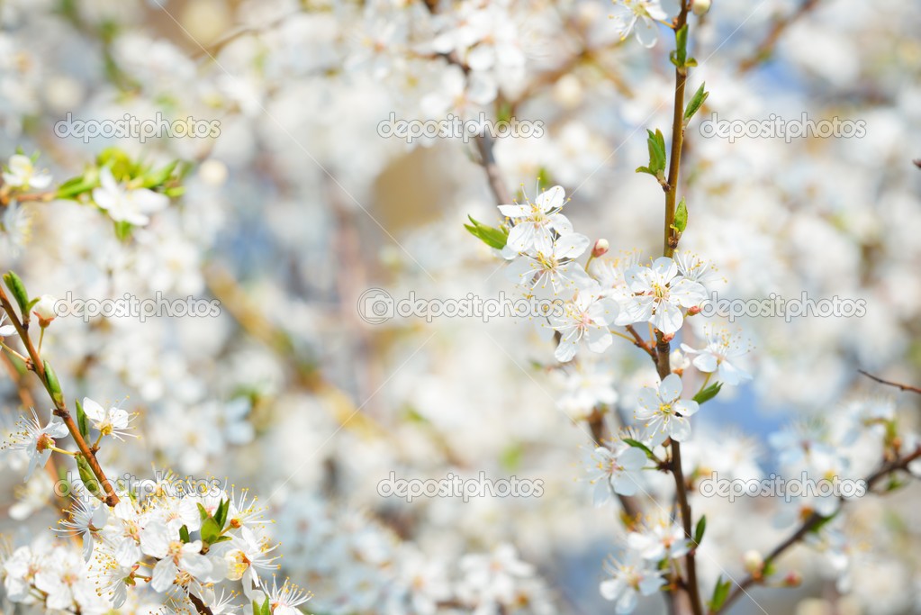 Blooming tree in spring Stock Photo by ©alex.stemmer 50523067