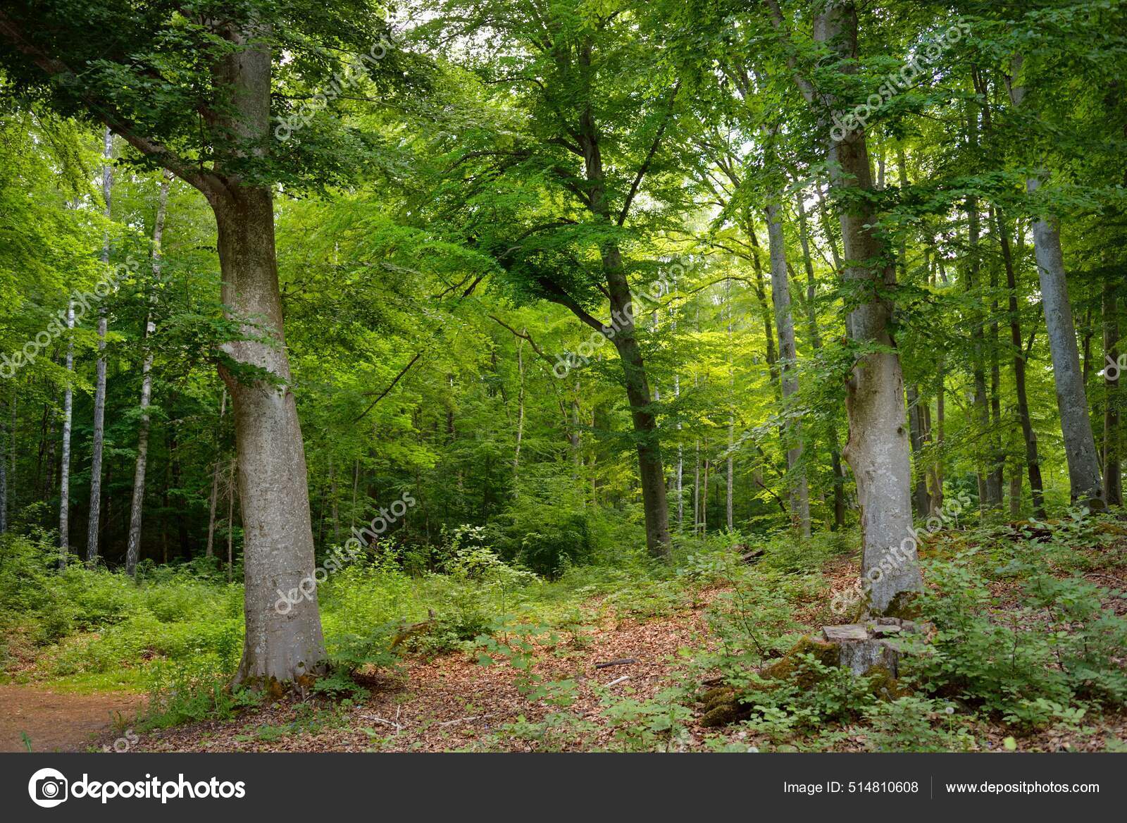 Mighty Deciduous Beech Trees Tree Trunks Green Leaves Plants Dark Stock ...