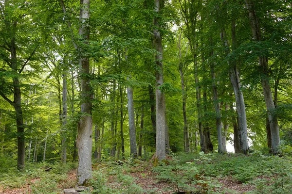 Mighty Deciduous Beech Trees Tree Trunks Green Leaves Plants Dark Stock ...