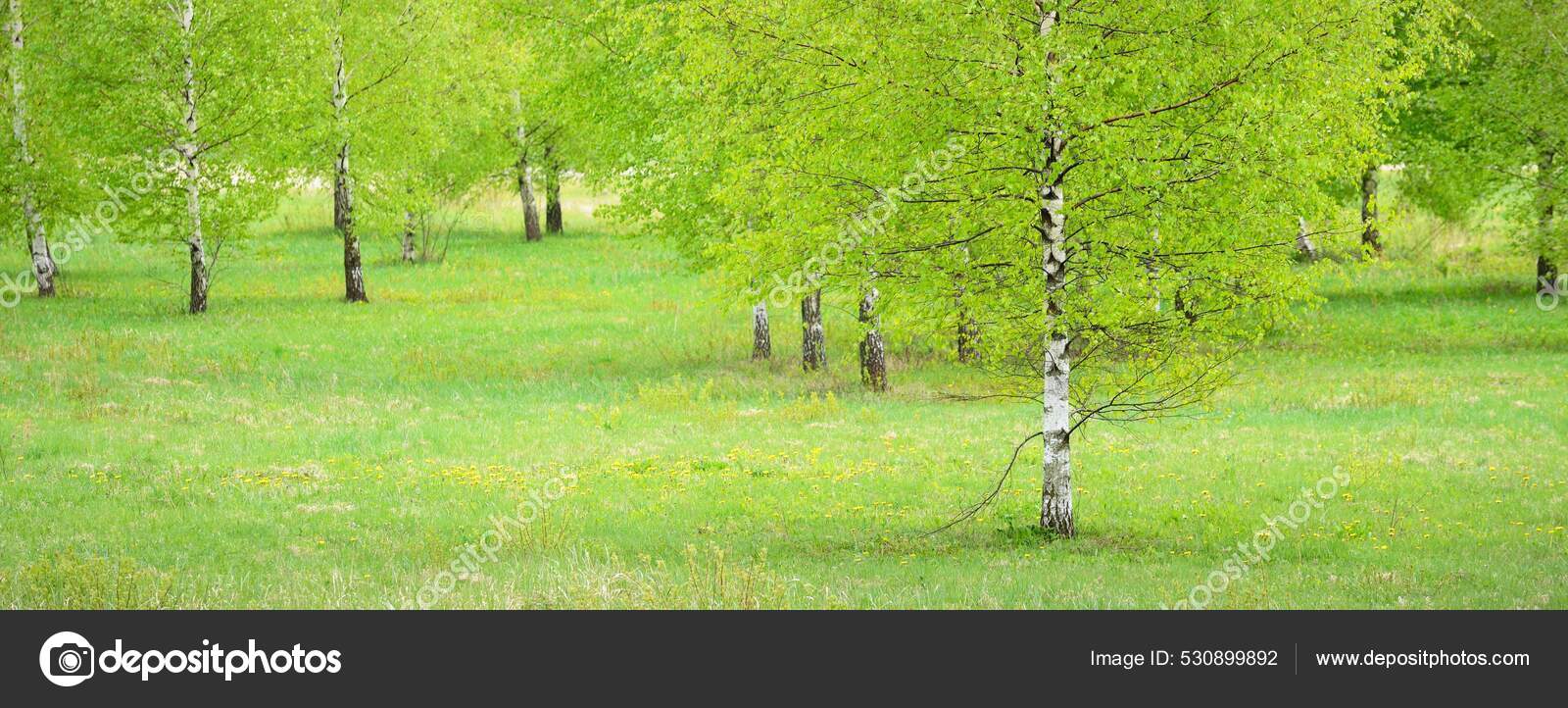 Young Birch Tree Forest Idyllic Spring Rural Scene Landscape Harmony ...