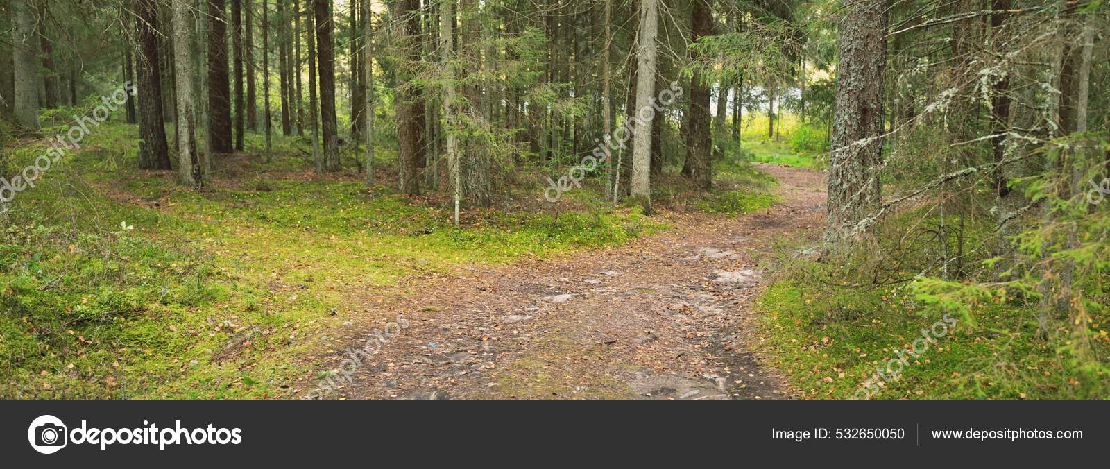 Pathway Evergreen Forest Ancient Pine Deciduous Trees Moss Fern Plants ...