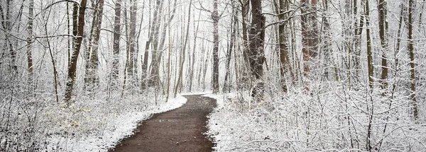 Pathway Snow Covered Pine Tree Forest Blizzard Mighty Evergreen Trees ...