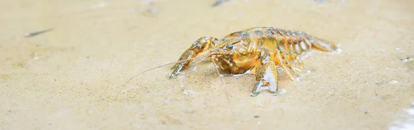 American Spiny Cheek High Crayfish Orconectes Limosus Invasive Europe ...