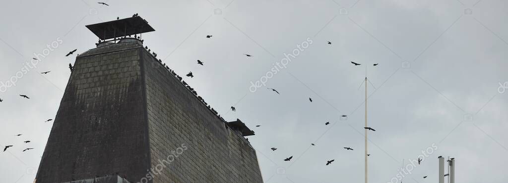 Crow damage Stock Photos, Royalty Free Crow damage Images | Depositphotos