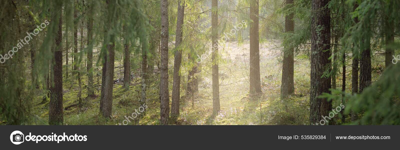 Pathway Majestic Northern Evergreen Forest Mighty Pine Spruce Trees Tree — Stock Photo © alex ...
