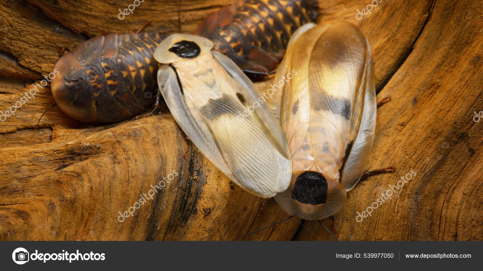 Giant Cockroach Blaberus Giganteus Terrarium Close Wooden Texture ...