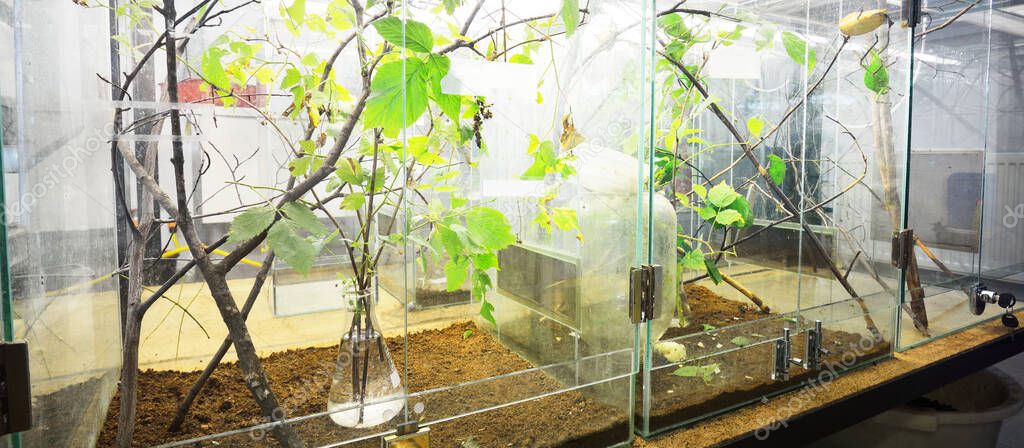 Insectario en el laboratorio del zoológico. Estantes de terrario ...