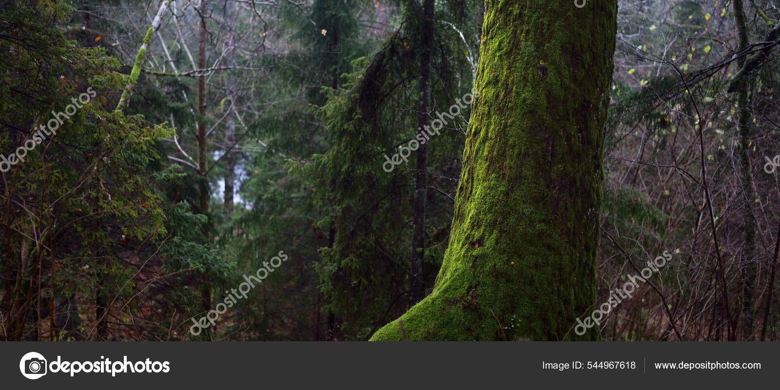 Majestic Forest Fog Mighty Trees Moss Plants Dark Atmospheric Autumn ...