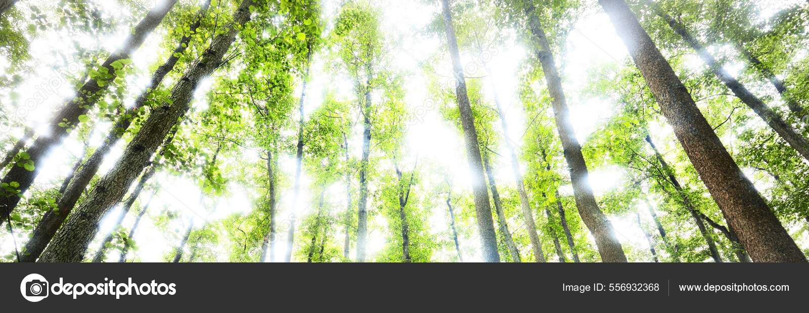 Deciduous Forest Rain