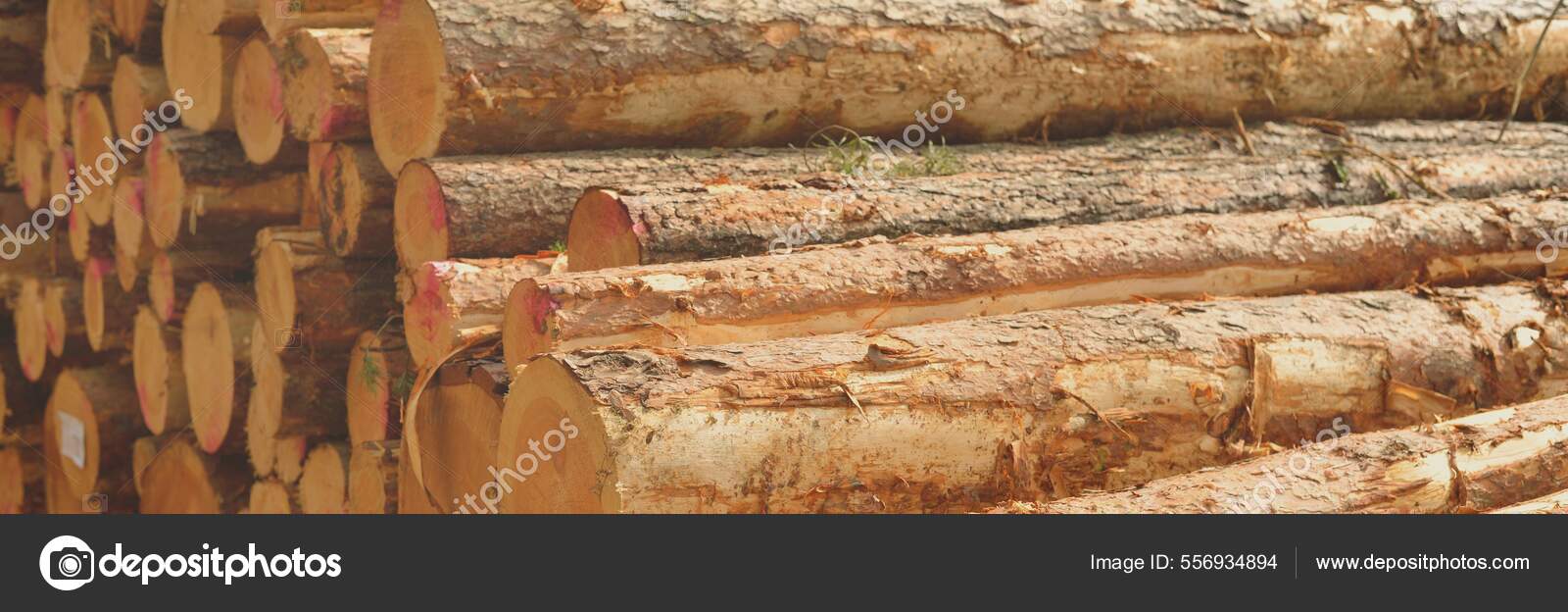 Freshly Made Firewood Evergreen Forest Pine Tree Logs Close ...