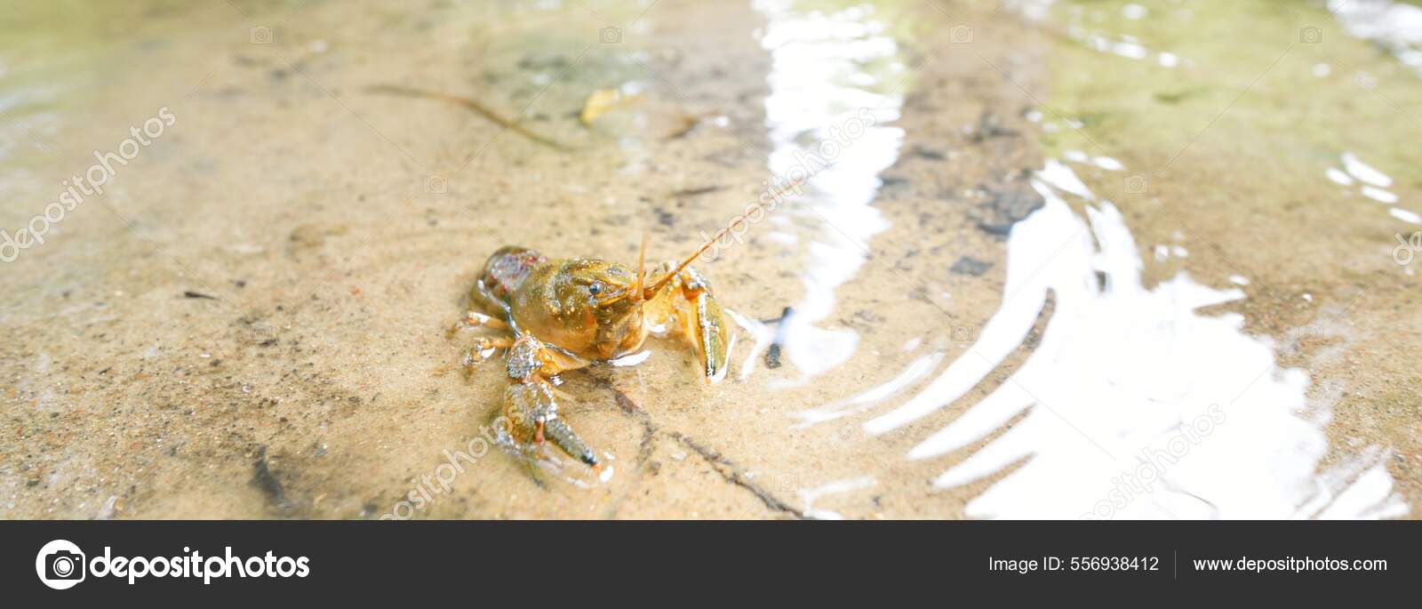 American Spiny Cheek High Crayfish Orconectes Limosus Invasive Europe ...