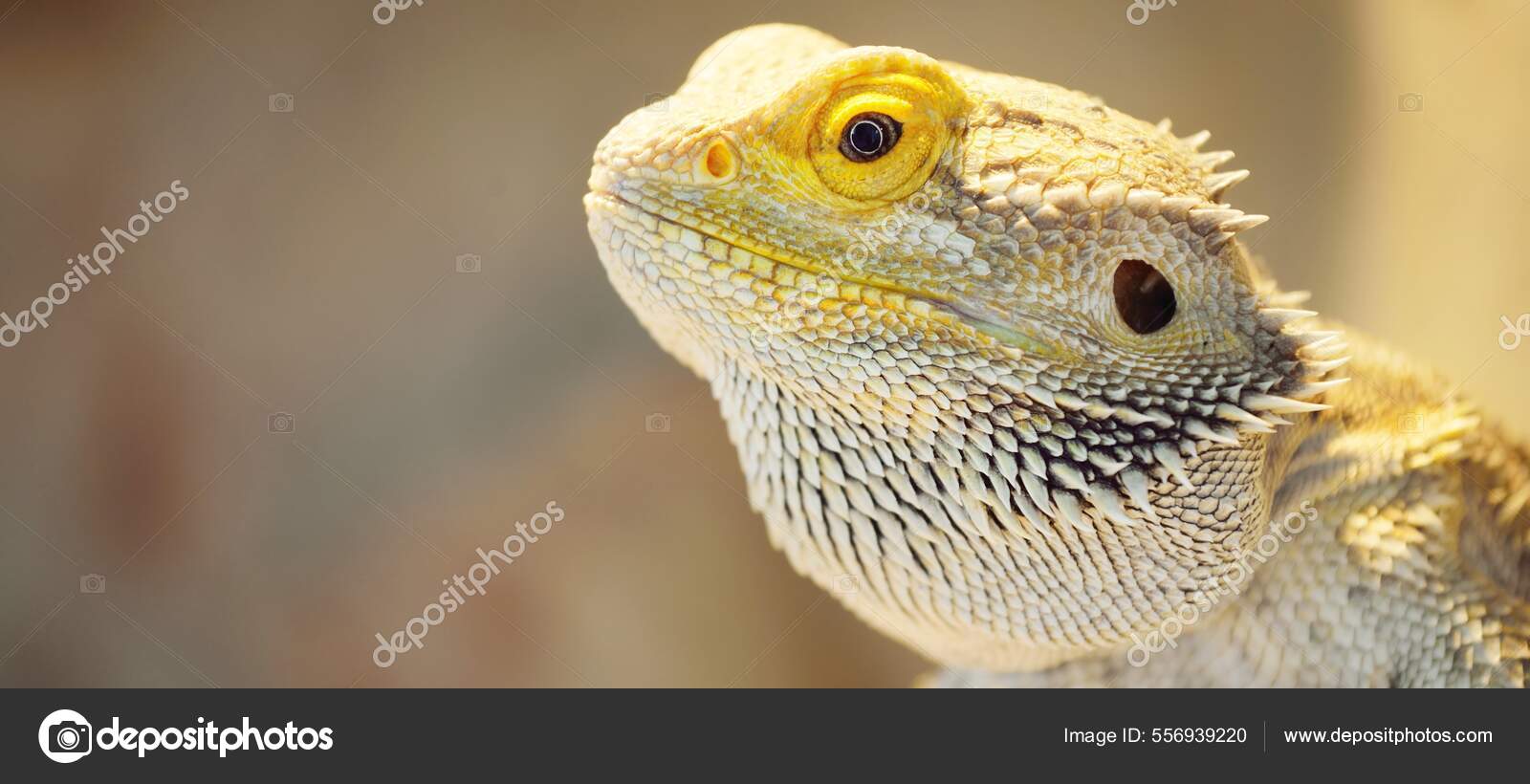 Bearded Dragon Lizard Habitat