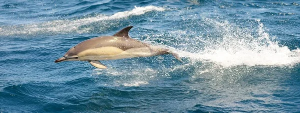 Posición del delfín fotos de stock, imágenes de Posición del delfín sin ...
