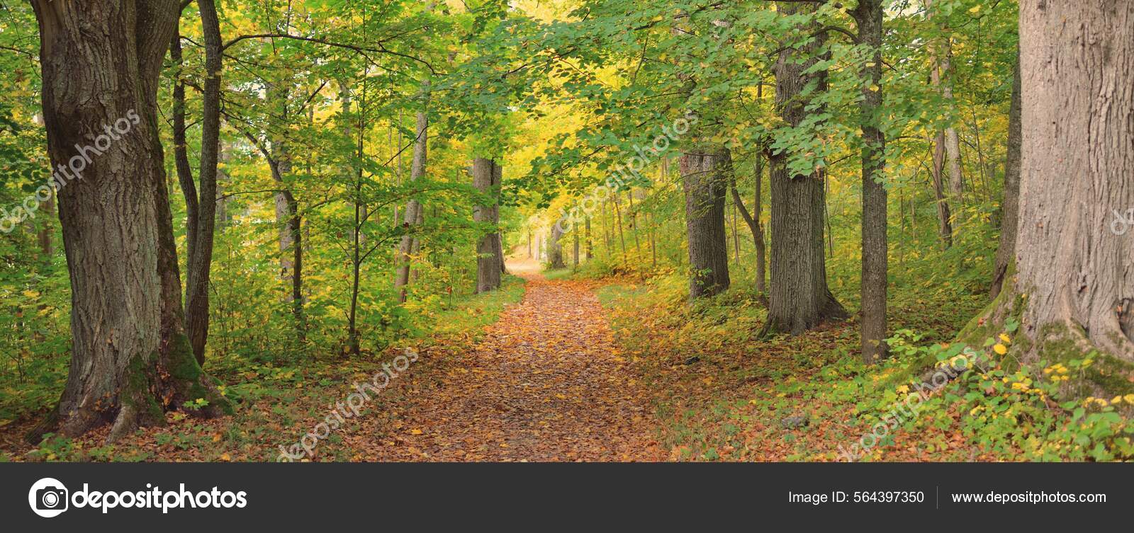 Rural Road Alley Pathway City Park Close Mighty Trees Colorful — Stock ...