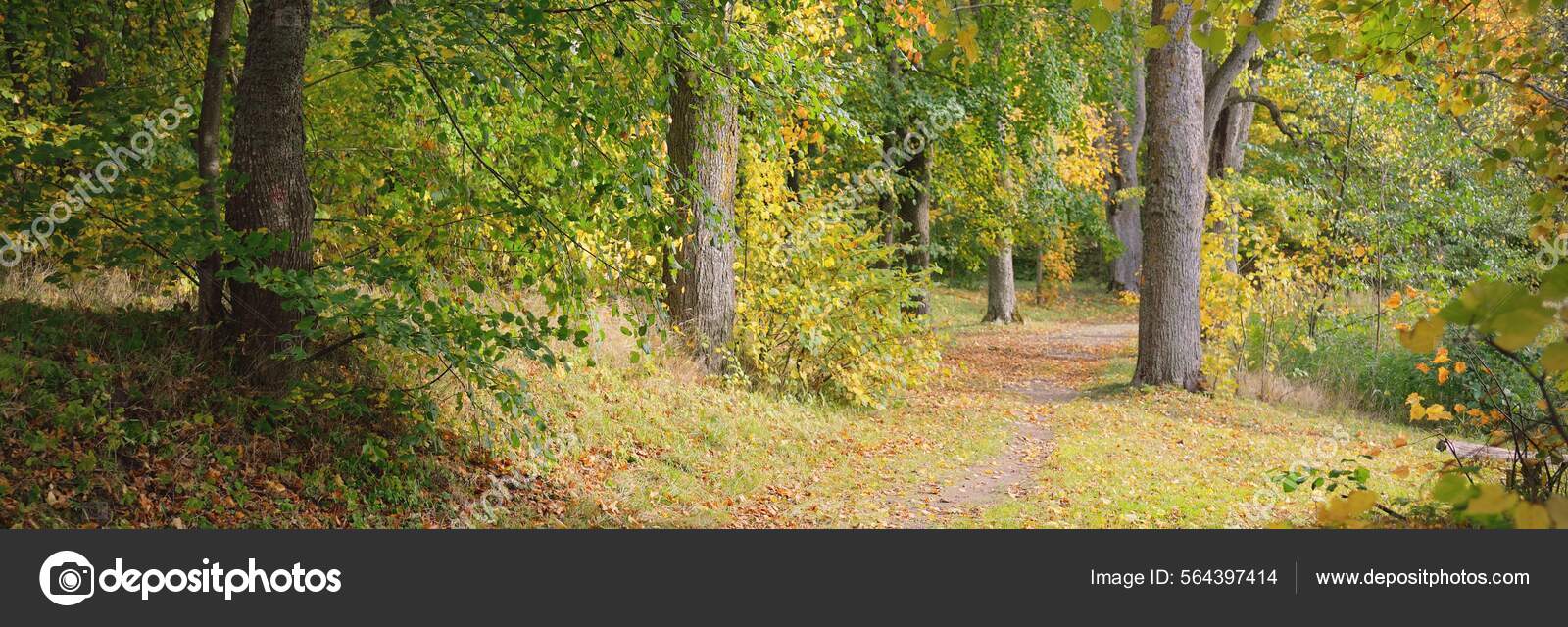 Rural Road Alley Pathway City Park Close Mighty Trees Colorful — Stock ...