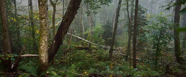 La selva amazonica numero en el mundo stock fotografie, royalty free La ...