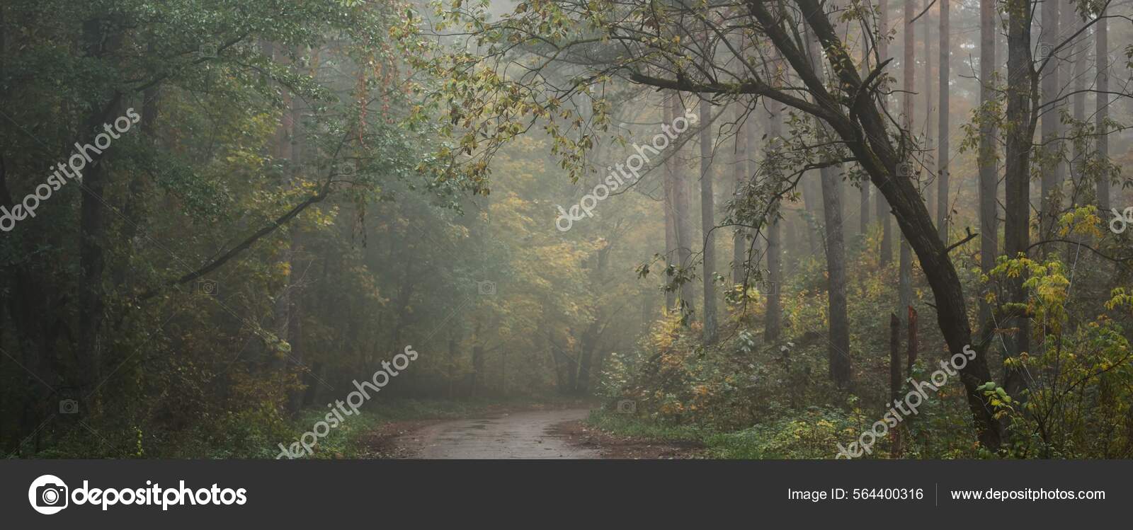Rural Road Pathway Evergreen Forest Fog Sunrise Mighty Trees Green ...