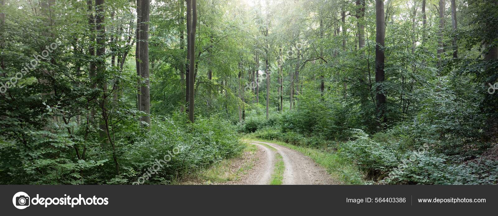 Rural Road Pathway Hills Green Beech Forest Mighty Trees Natural ...