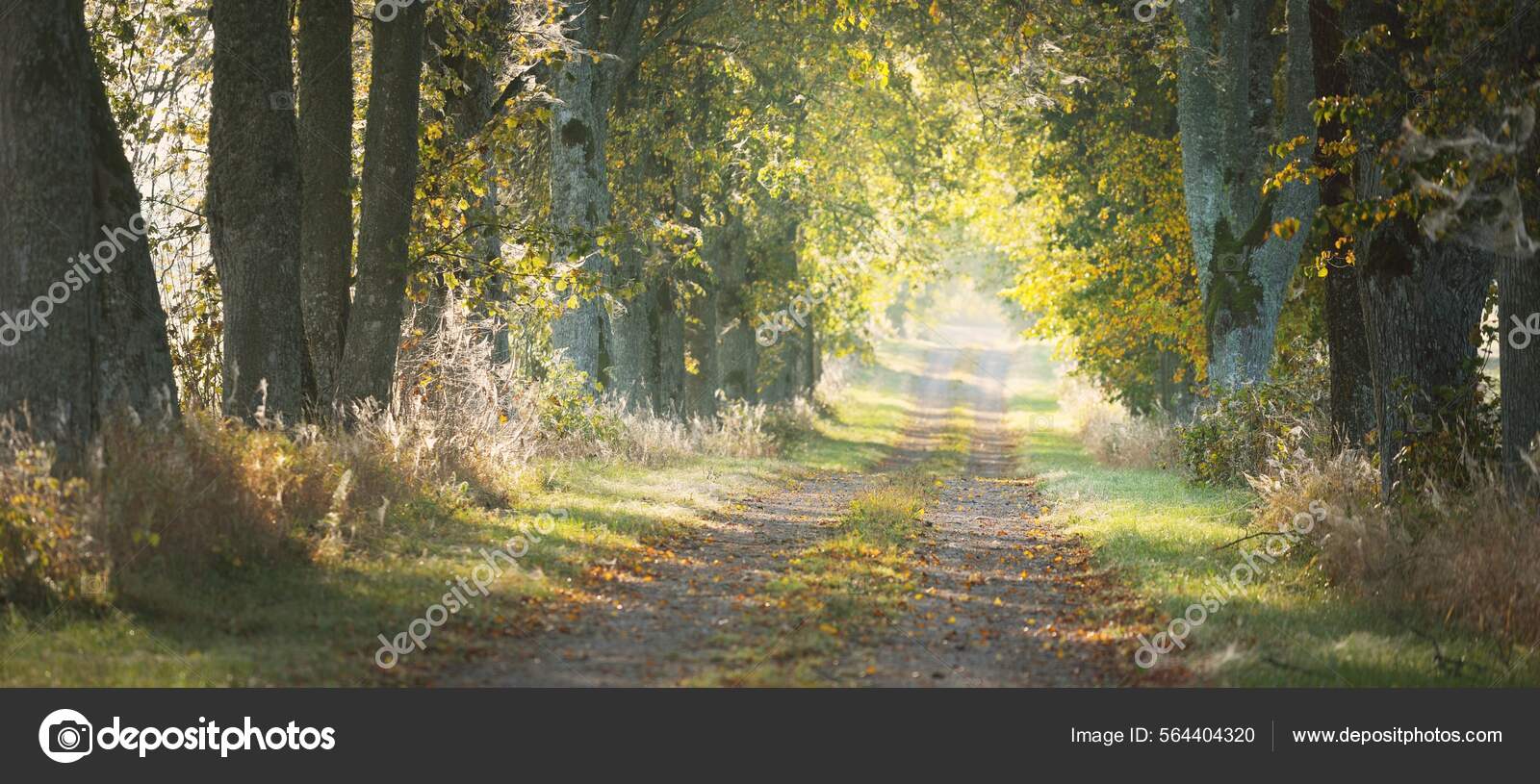 Single Lane Rural Asphalt Road Alley Mighty Trees Golden Sunlight ...