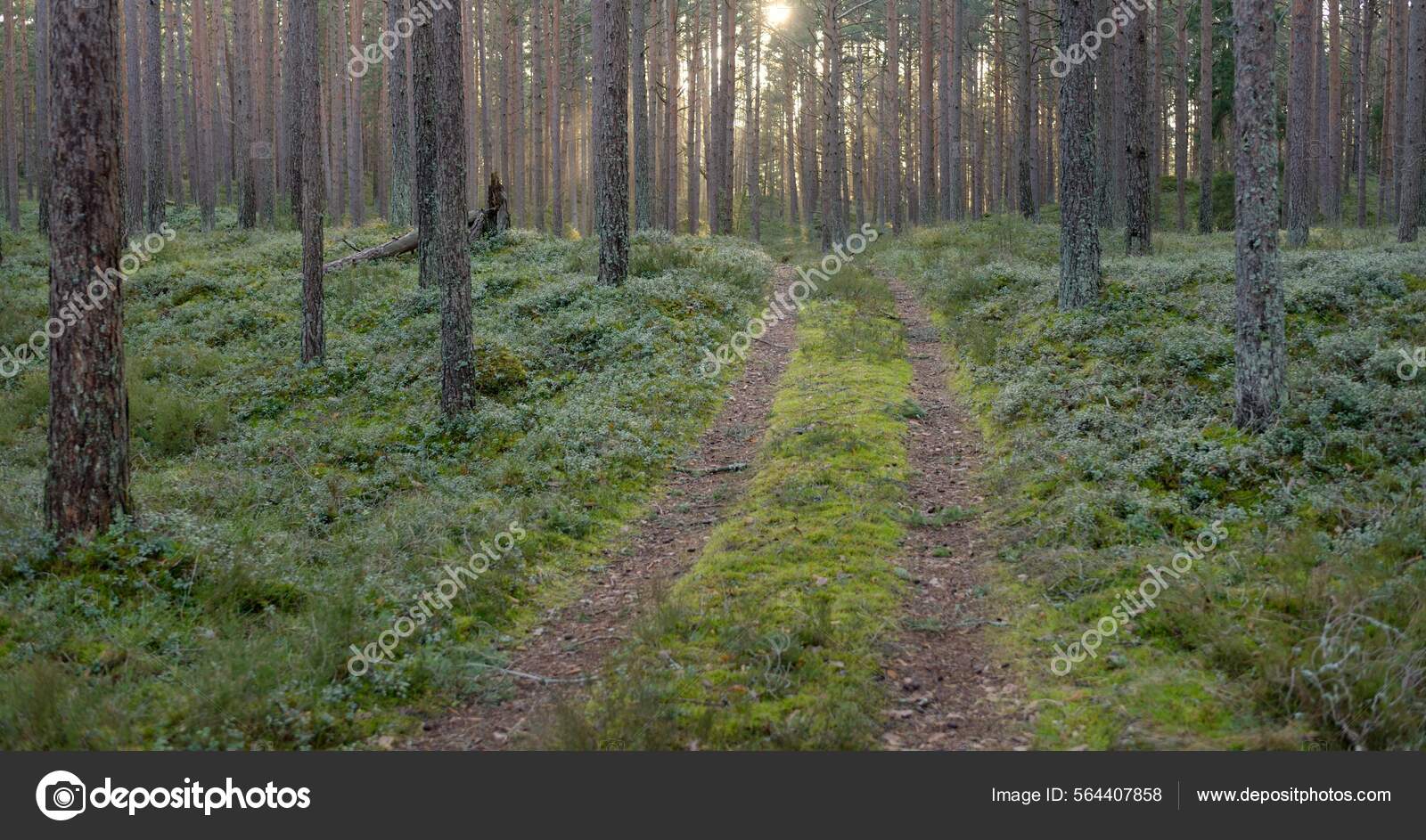 Pathway Majestic Evergreen Forest Mighty Pine Spruce Trees Soft Sunset ...