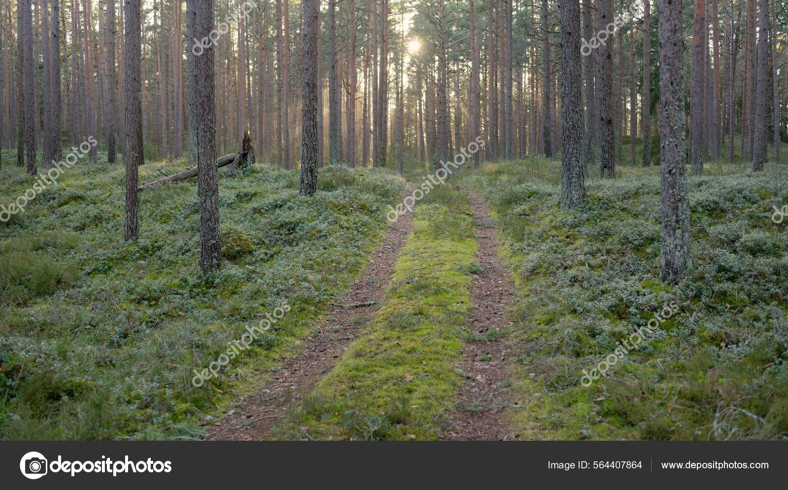Pathway Majestic Evergreen Forest Mighty Pine Spruce Trees Soft Sunset ...