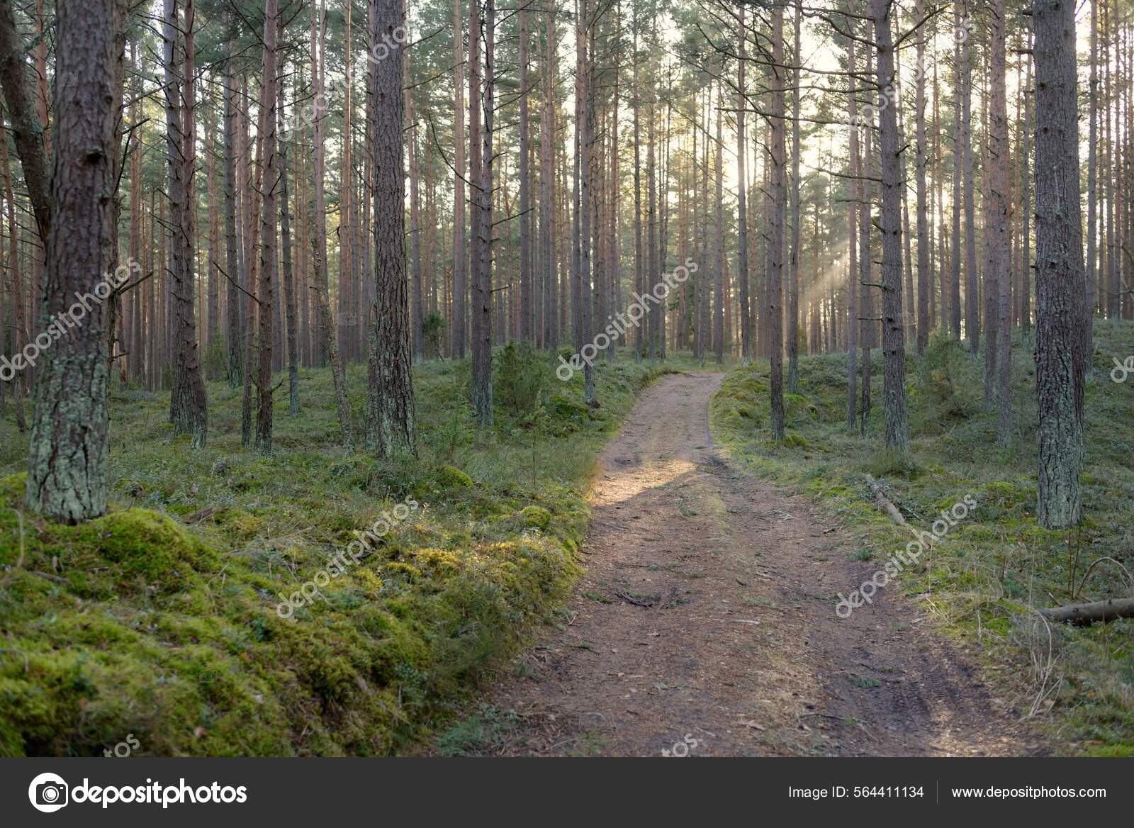 Pathway Majestic Evergreen Forest Mighty Pine Spruce Trees Soft Sunset ...