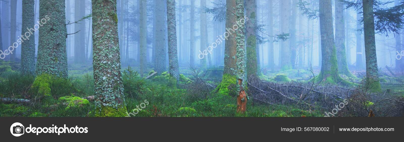 Mysterious Evergreen Forest Fog Mighty Pine Trees Moss Fern Plants ...