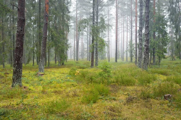 Scandinavia forest Stock Photos, Royalty Free Scandinavia forest Images ...