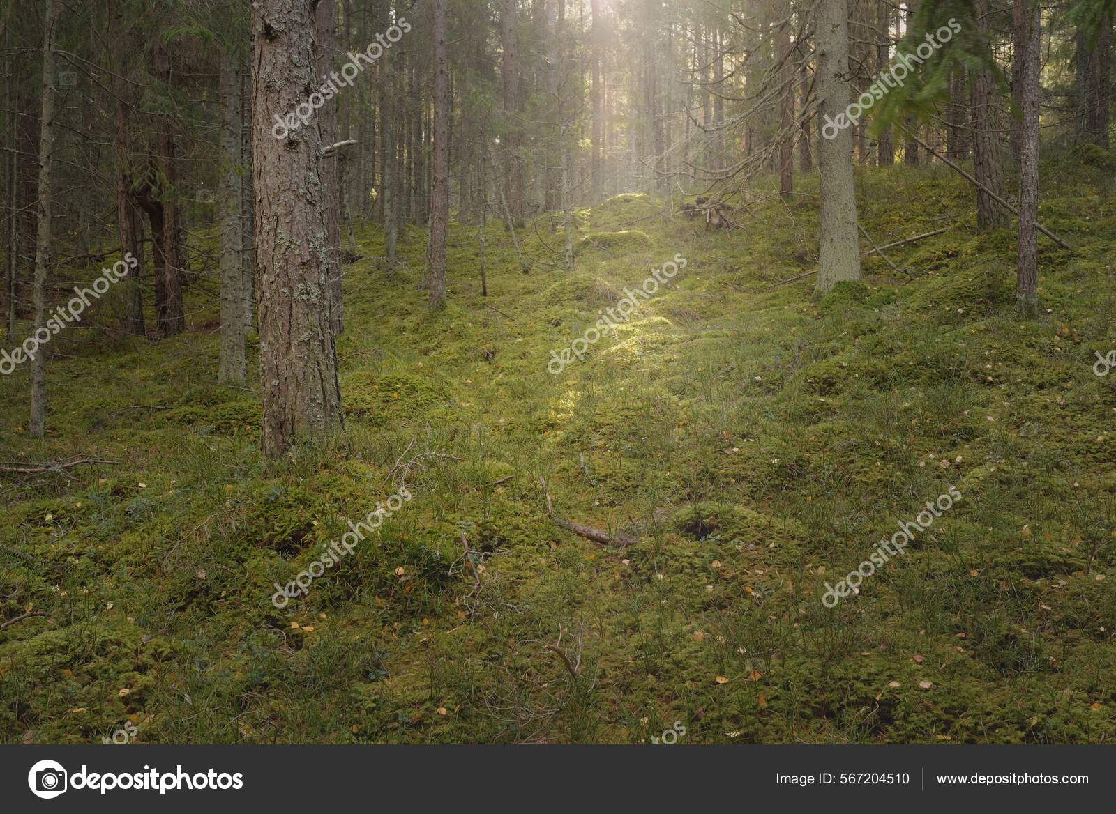 Pathway Hills Majestic Evergreen Pine Forest Mighty Trees Moss Plants ...