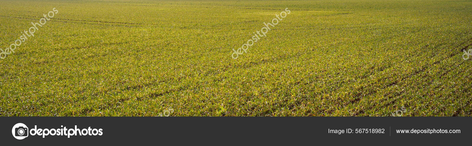 Green Plowed Agricultural Field Texture Nature Environmental ...