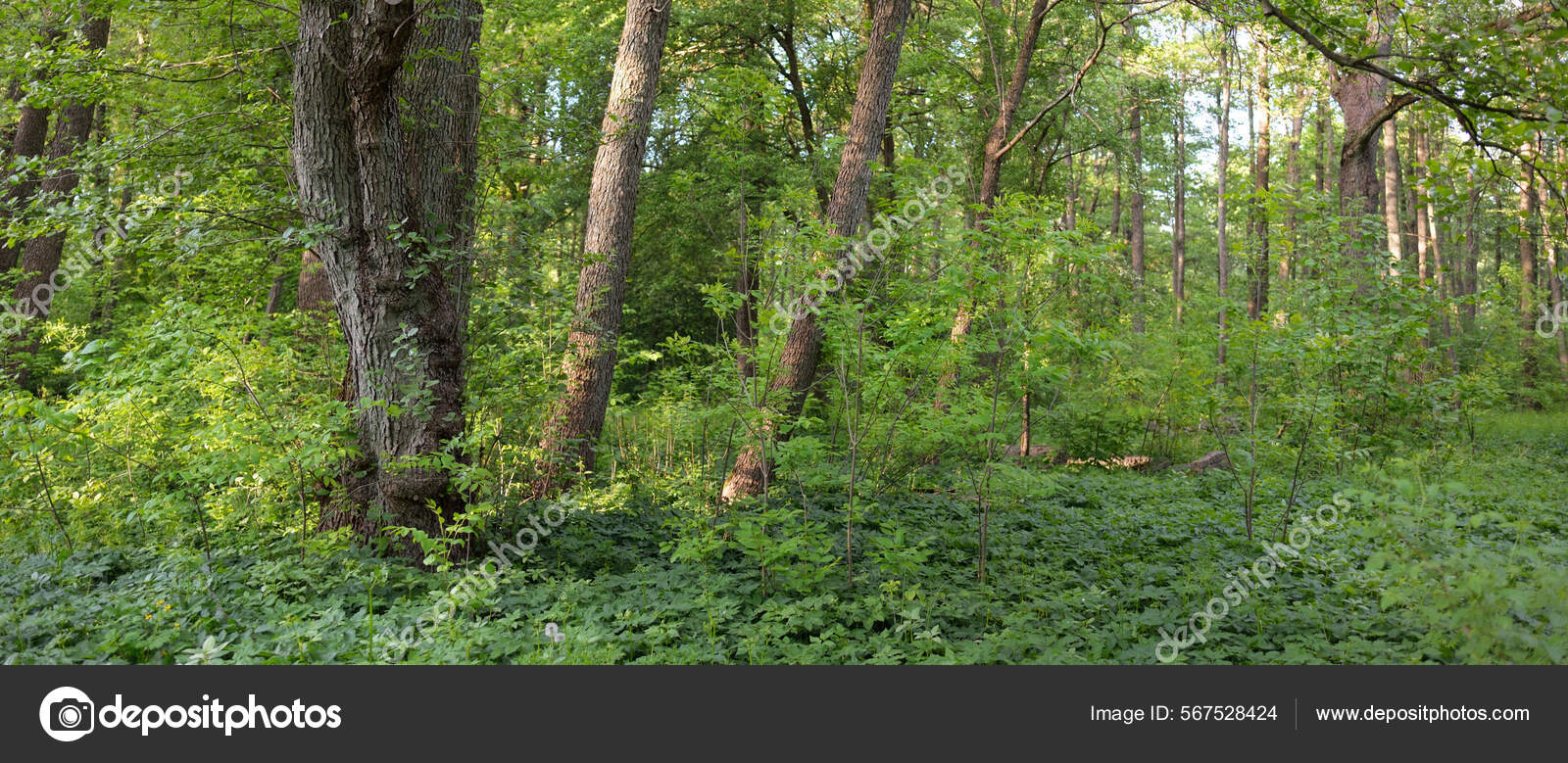 Panoramic View Green Deciduous Forest Park Sunny Day Mighty Trees ...