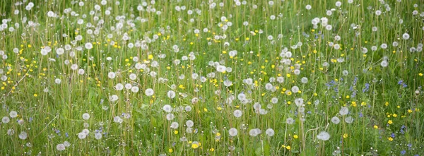 Pasto con flores fotos de stock, imágenes de Pasto con flores sin ...
