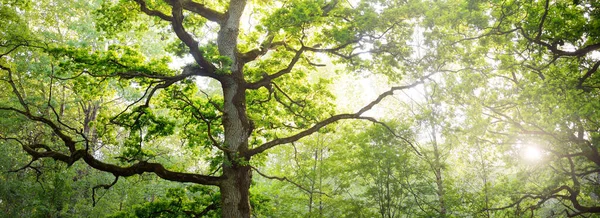 Close-up of mighty sorcerer oak tree in the green deciduous forest ...