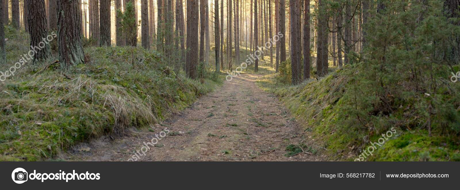 Pathway Majestic Evergreen Forest Mighty Pine Spruce Trees Soft Sunset ...