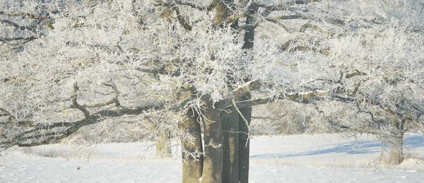 Snow oak tree Stock Photos, Royalty Free Snow oak tree Images ...