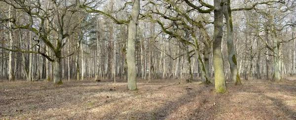 Hazel forest Stock Photos, Royalty Free Hazel forest Images | Depositphotos