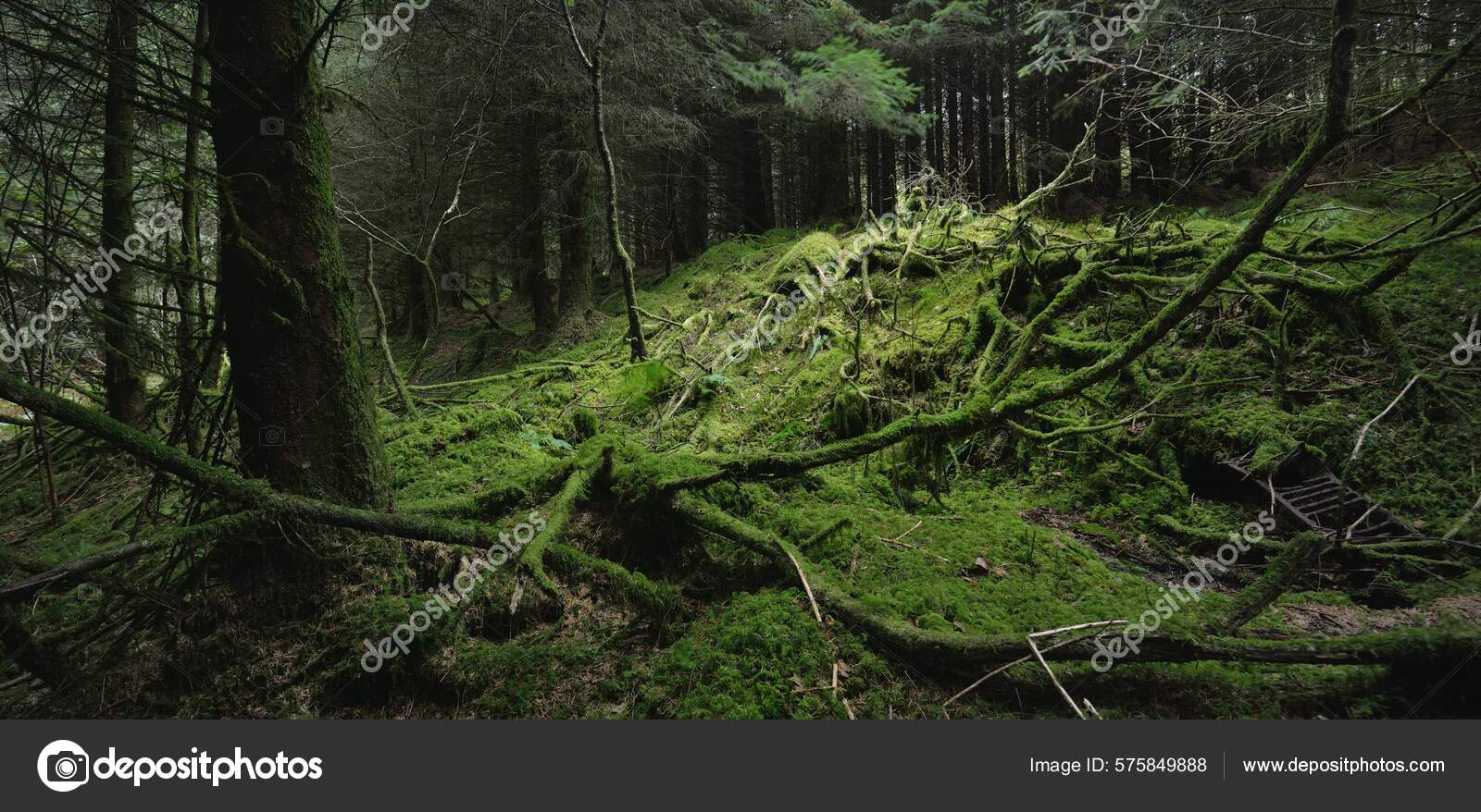 Scottish Evergreen Rainforest Mighty Pine Spruce Trees Moss Plants Fern ...