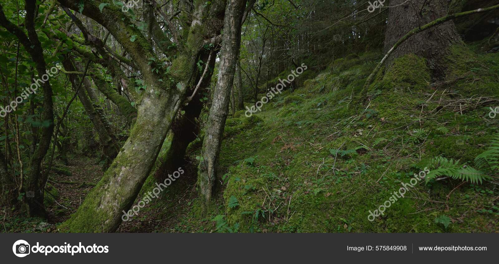 Scottish Evergreen Rainforest Mighty Pine Spruce Trees Moss Plants Fern ...