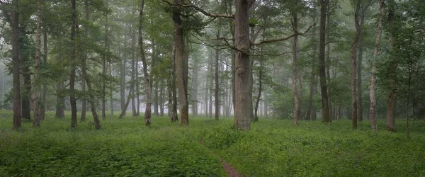 August forest Stock Photos, Royalty Free August forest Images ...