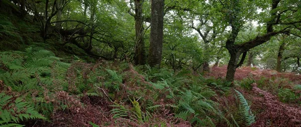Breathtaking View Scottish Rainforest Mighty Trees Moss Plants Fern ...