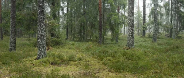 August forest Stock Photos, Royalty Free August forest Images ...